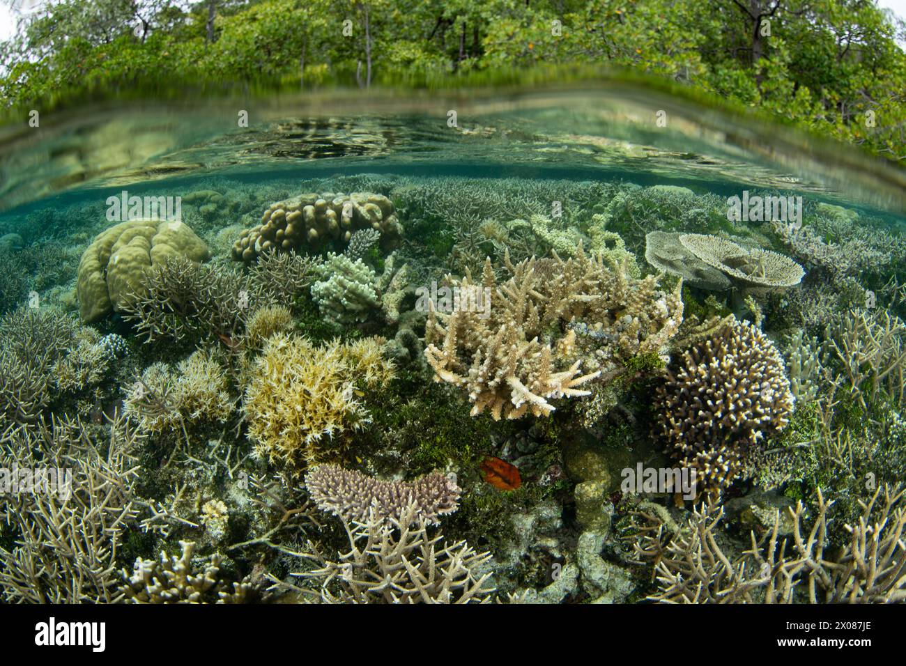 Corals thrive on a shallow, biodiverse reef in Raja Ampat, Indonesia ...
