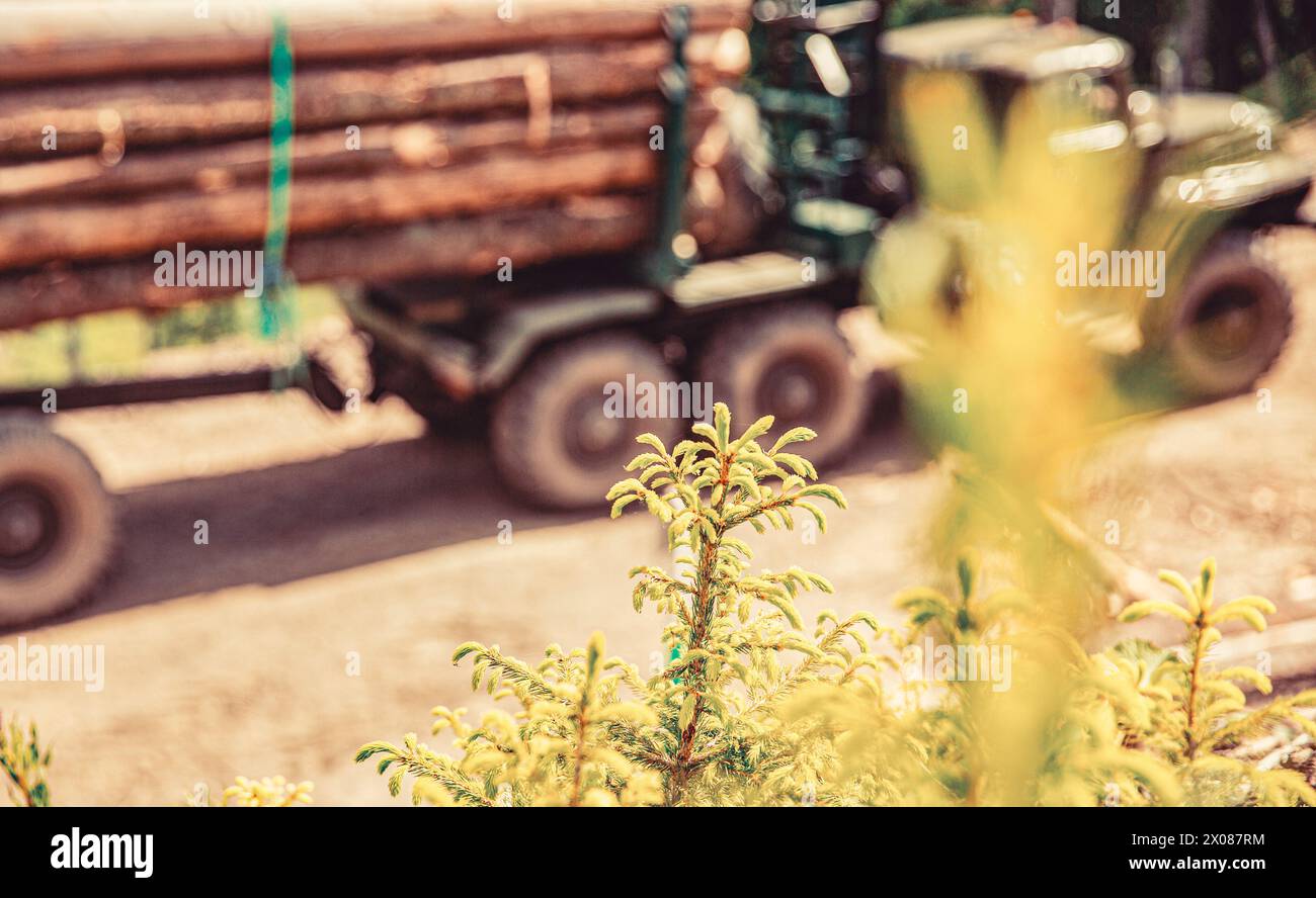 Forest industry. Truck loading wood in the forest. Loading logs onto a ...
