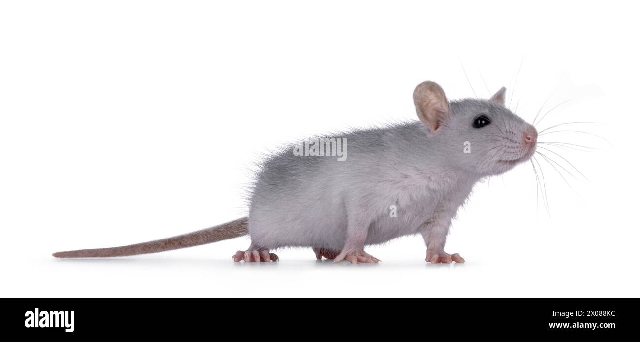 Cute blue young rat, standing side ways. Looking curious and reaching ...