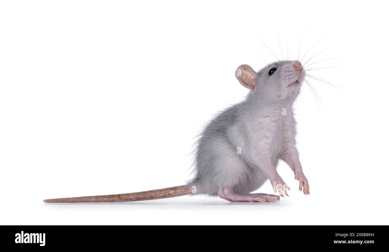 Something on nose portrait Cut Out Stock Images & Pictures - Alamy