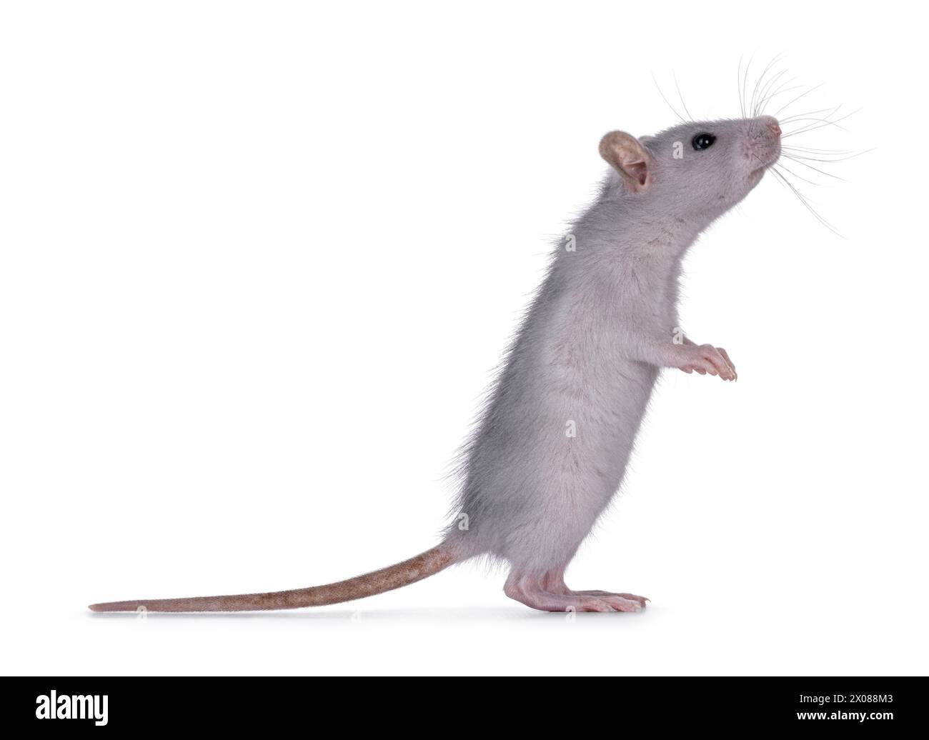 Cute blue young rat, standing side ways on hind paws. Looking up and ...