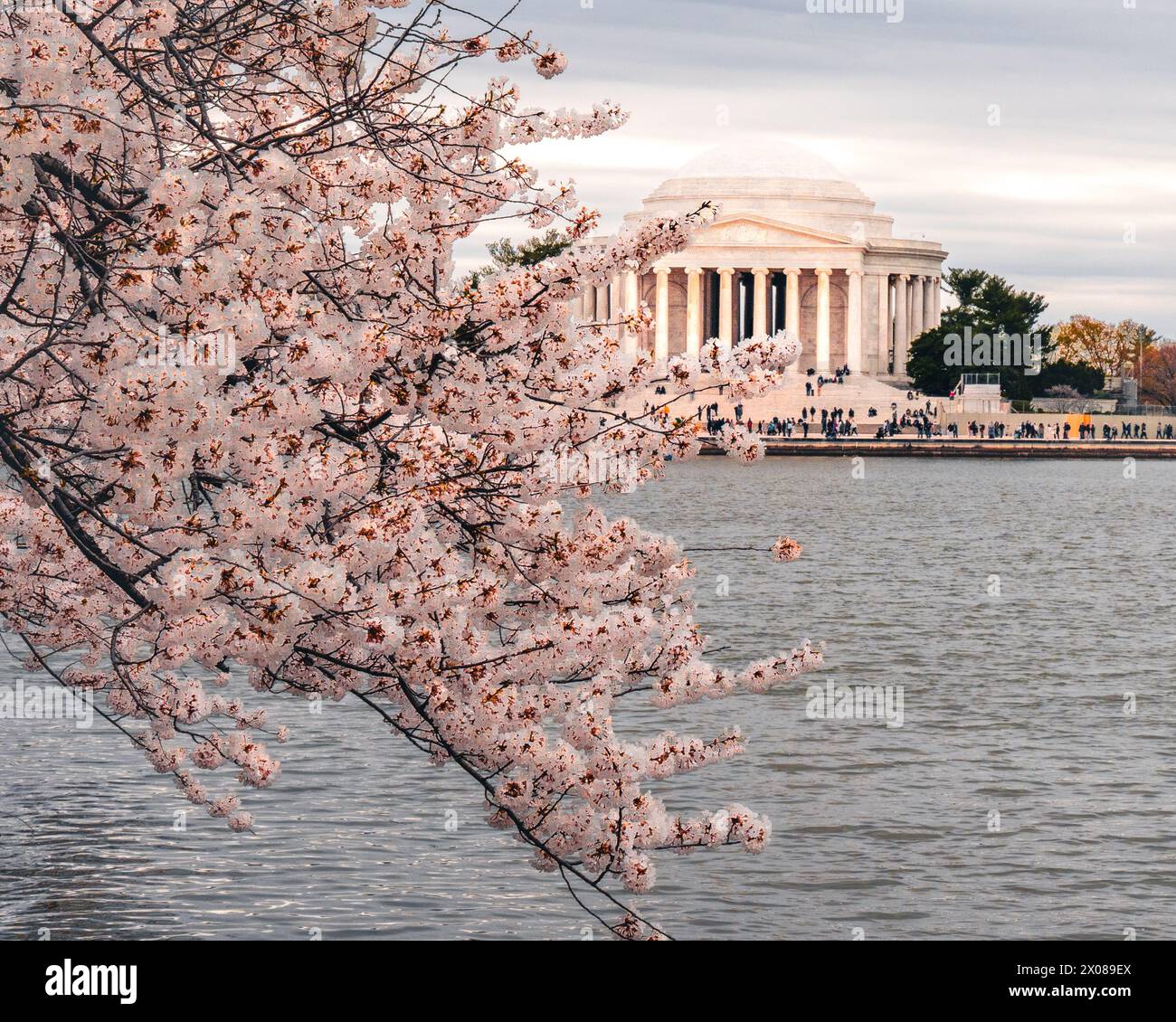 Washington DC – US – Mar 22, 2024 Cherry blossoms and the neoclassical ...