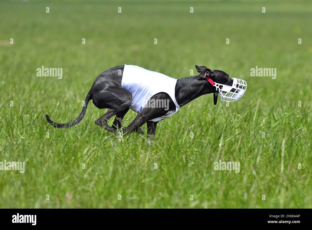Black whippet in white muzzle and blanket racing in lure coursing ...