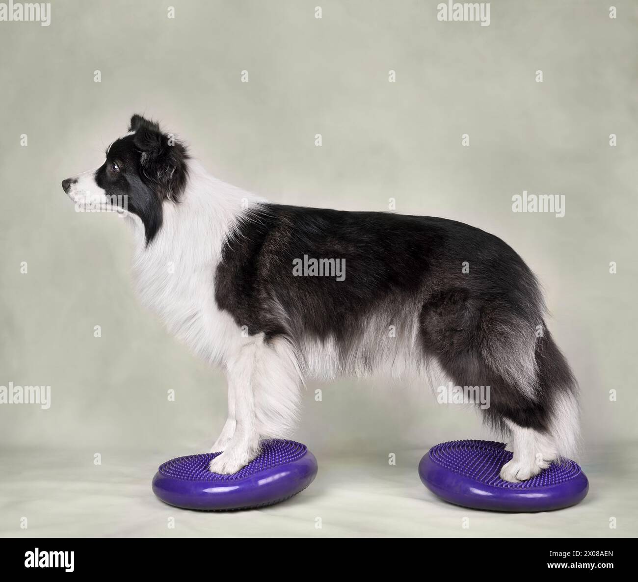 Border collie durig dog fitness trainig on a balance discs for ...