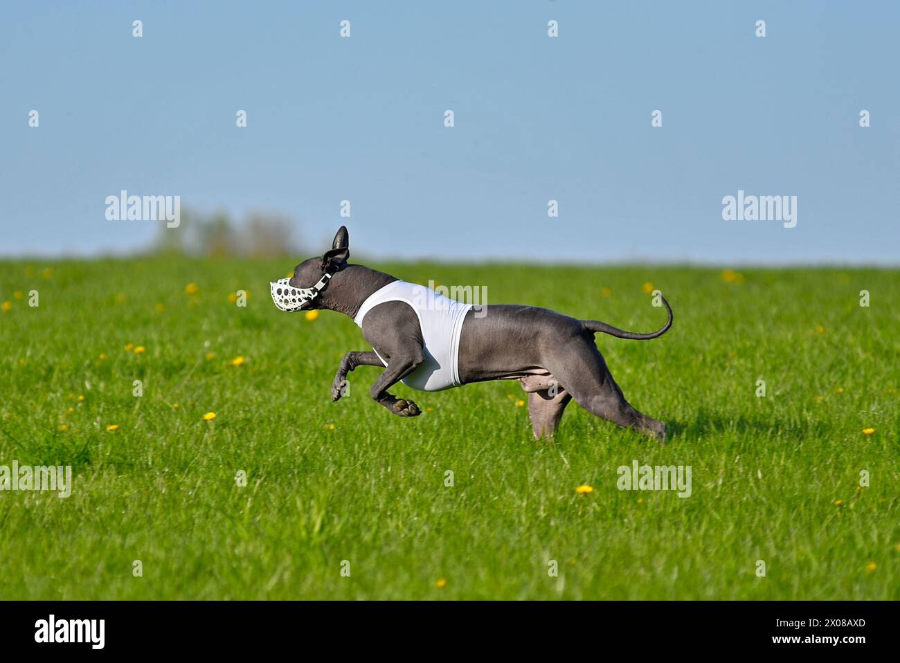 Xolo running hi-res stock photography and images - Alamy