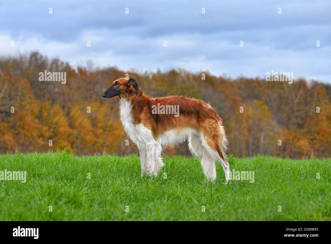 Beautiful russian borzoi dog standing on autumn field landscape Stock ...