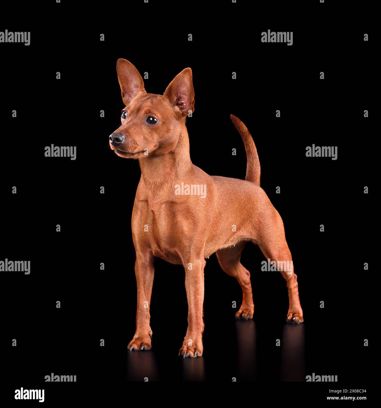Red Miniature Pinscher dog standing on black background Stock Photo - Alamy