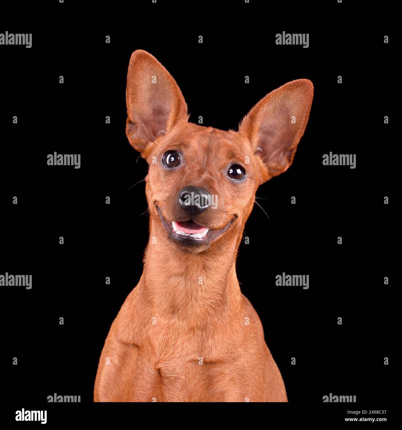 Funny studio portrait of the smiling puppy dog Stock Photo - Alamy
