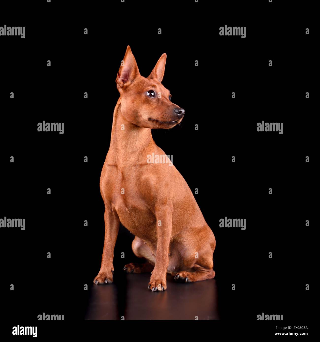 Studio shot of red Miniature Pinscher dog sitting on black background ...