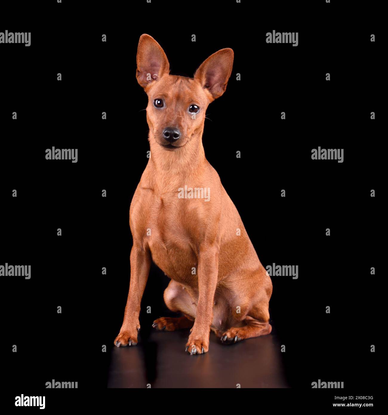 Red Miniature Pinscher dog sitting on black background Stock Photo - Alamy