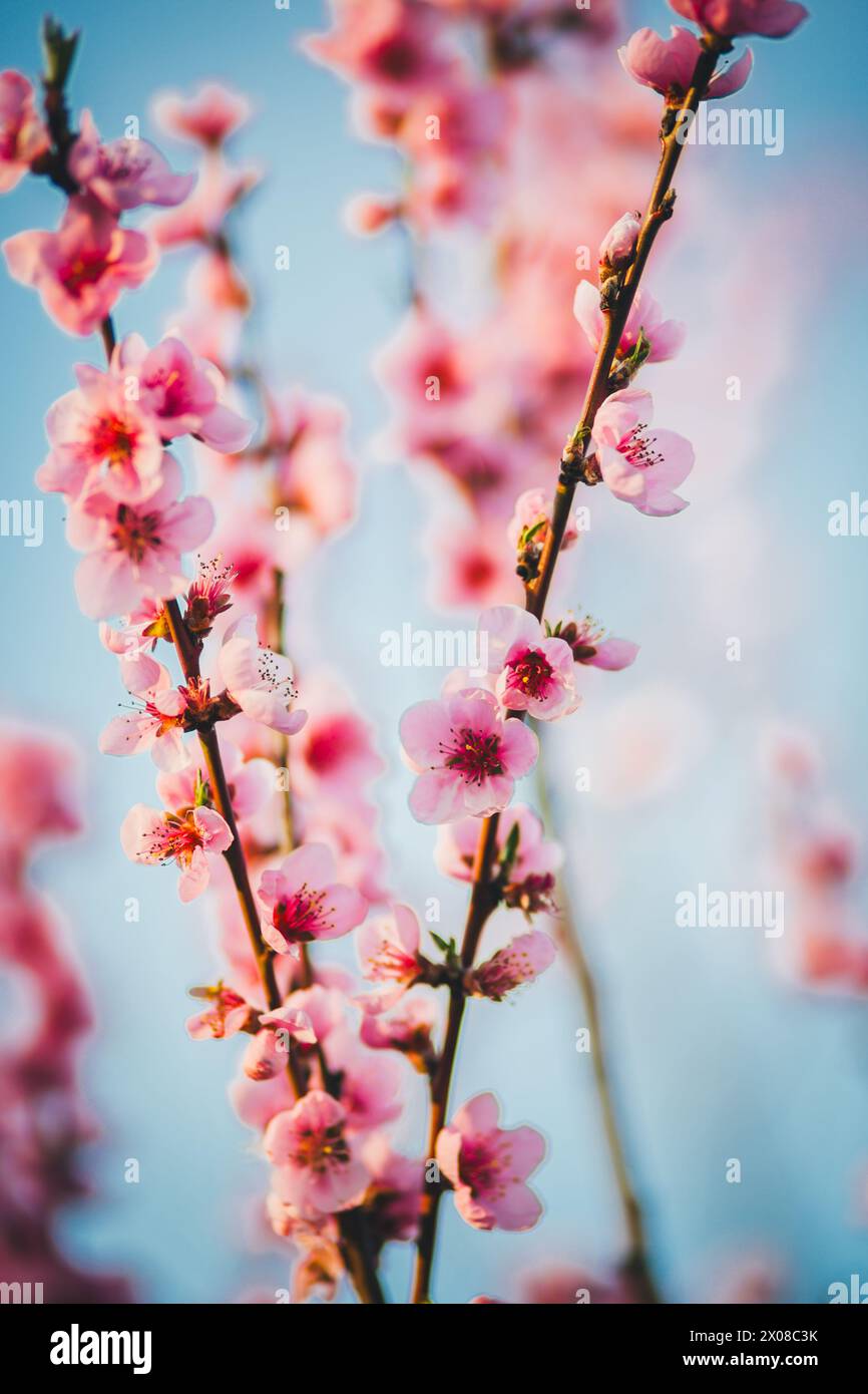 Apricot tree hi-res stock photography and images - Alamy
