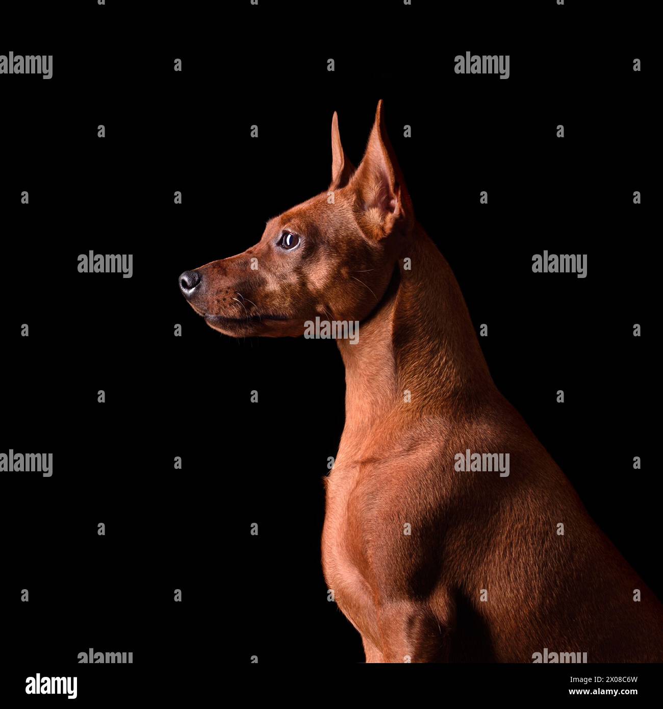 Headshot portrait of red Miniature Pinscher dog isolated on black ...