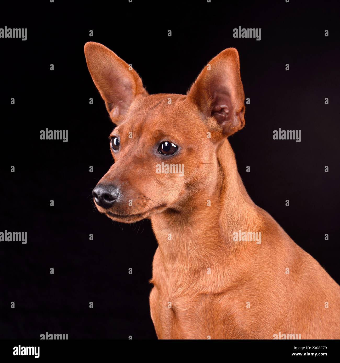 Headshot portrait of red Miniature Pinscher isolated on black ...