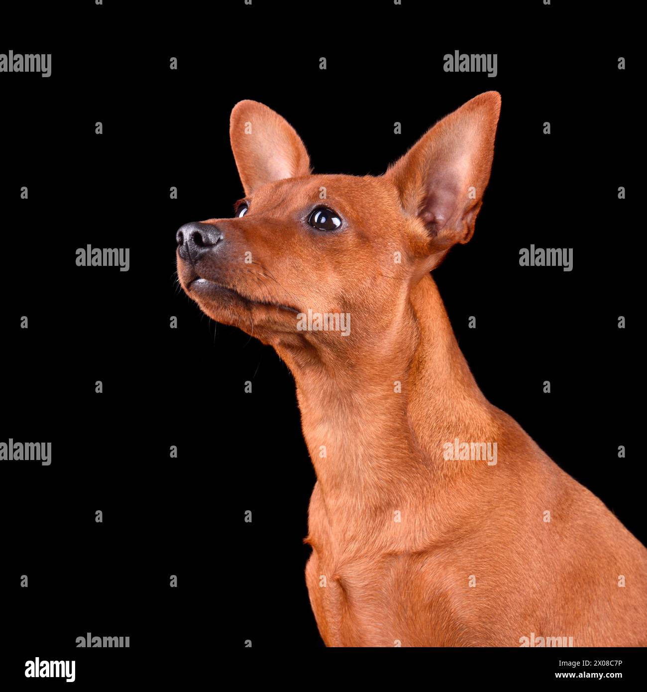 Studio portrait of funny Miniature Pinscher dog isolated on black ...