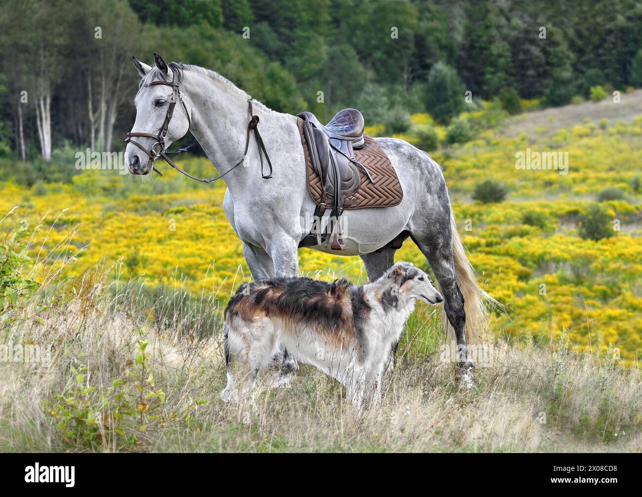 Beautiful russian borzoi dog and white horse standing in a yellow field ...