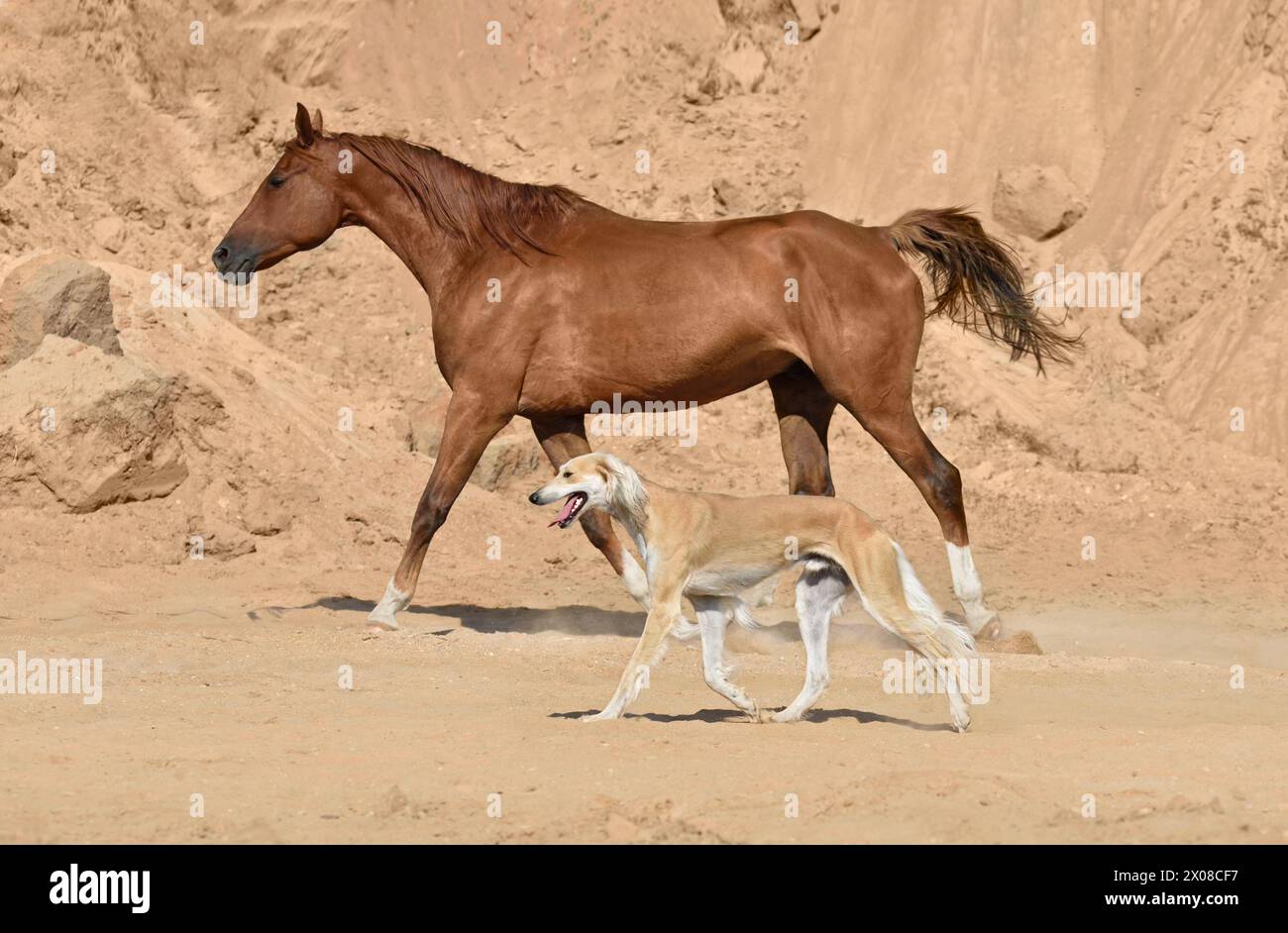Beautiful Persian sighthound Saluki running with Arabian horse on ...