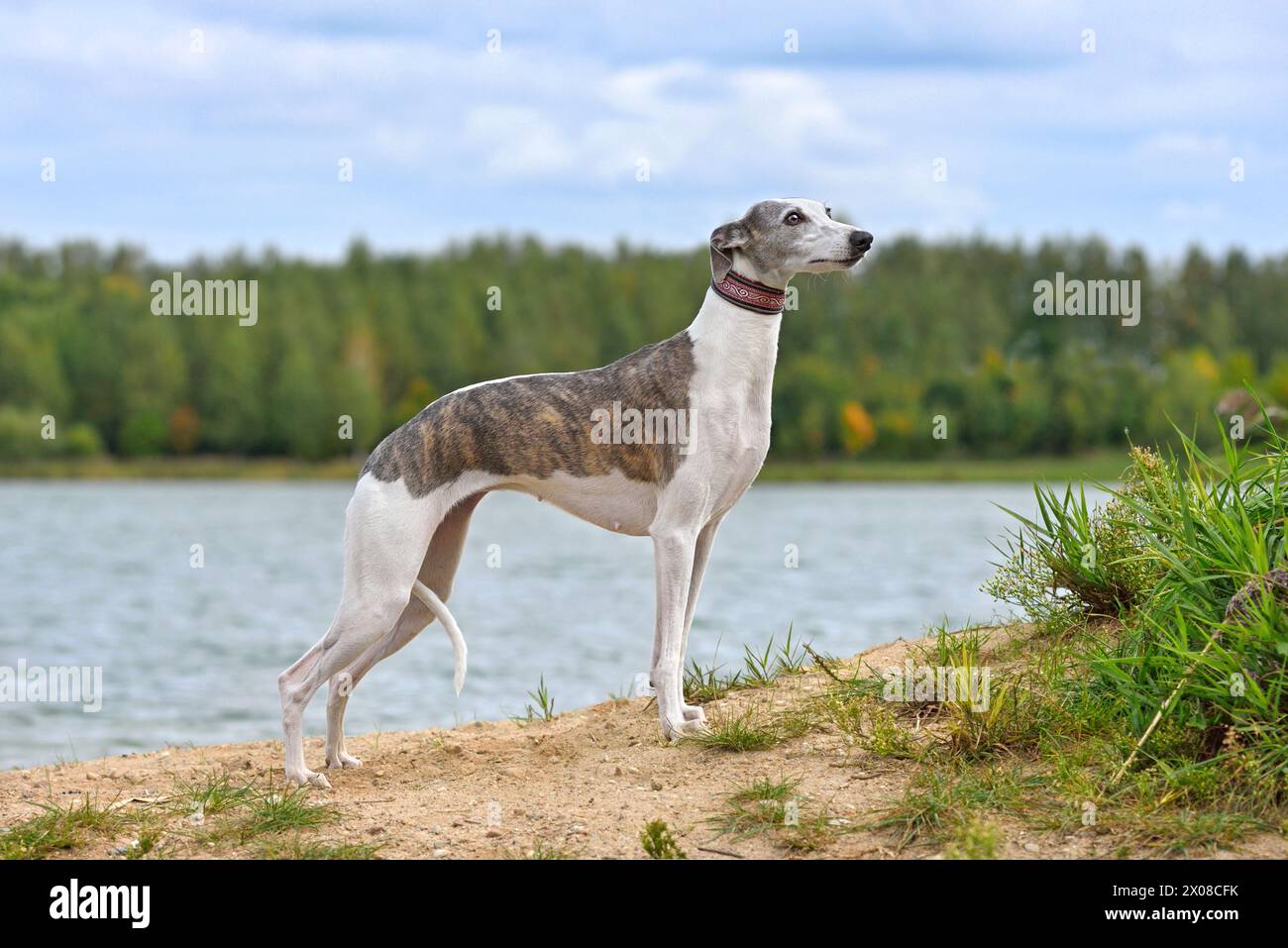 English Whippet standing on a river bank background Stock Photo - Alamy