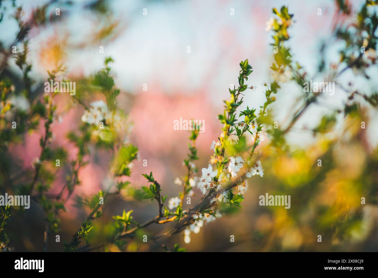 Mirabelle plum orchard hi-res stock photography and images - Alamy