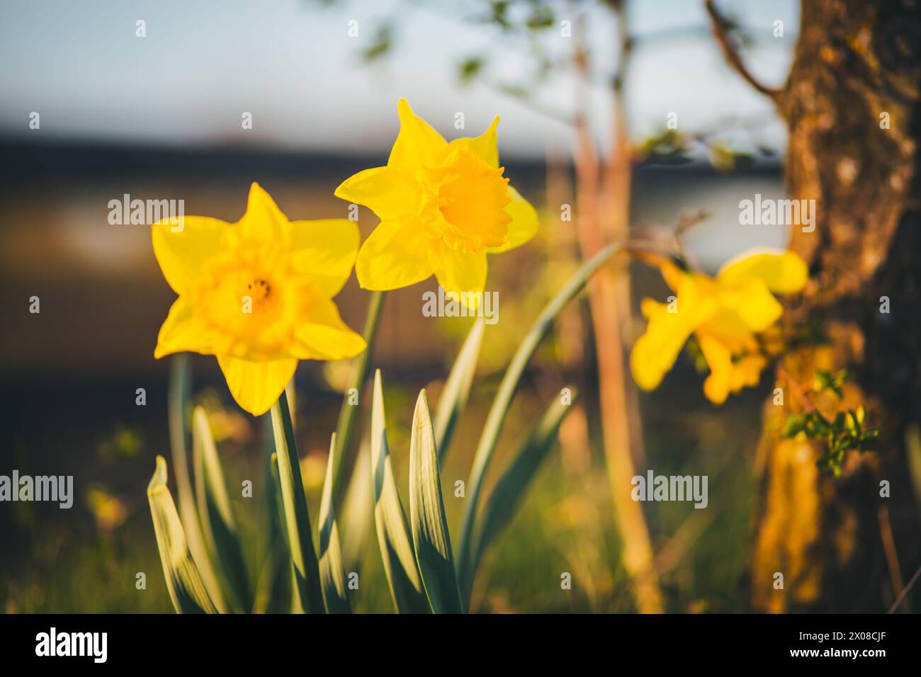 Yellow narcissus, jonquils Stock Photo - Alamy