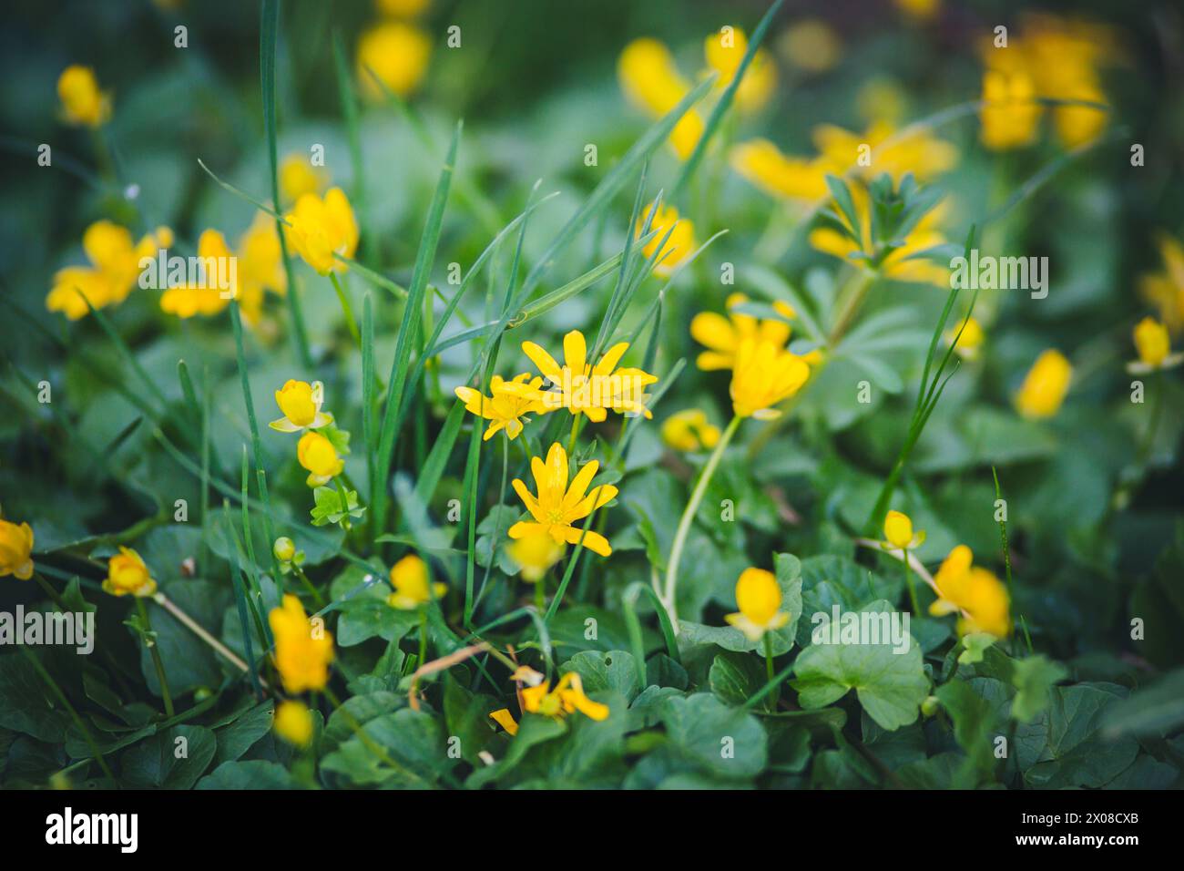 Ranunculus ficaria ficaria verna hi-res stock photography and images ...