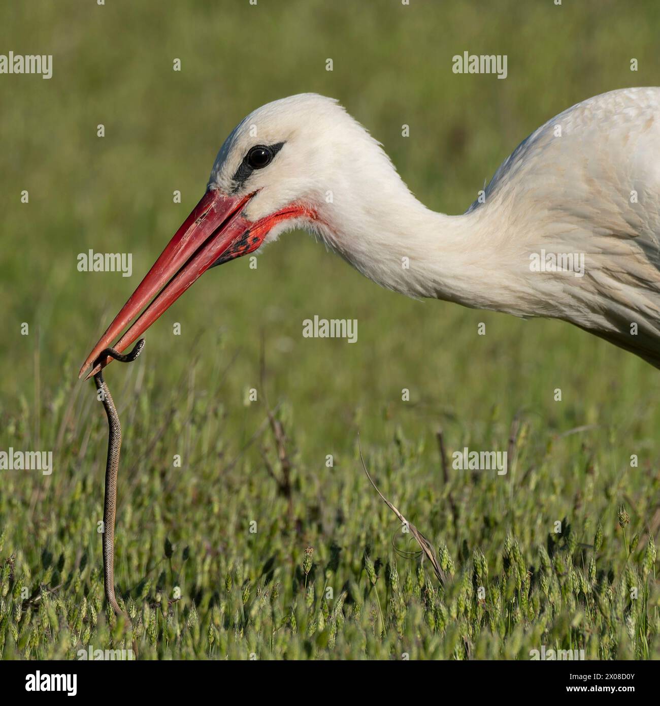 Snake stork hi-res stock photography and images - Alamy
