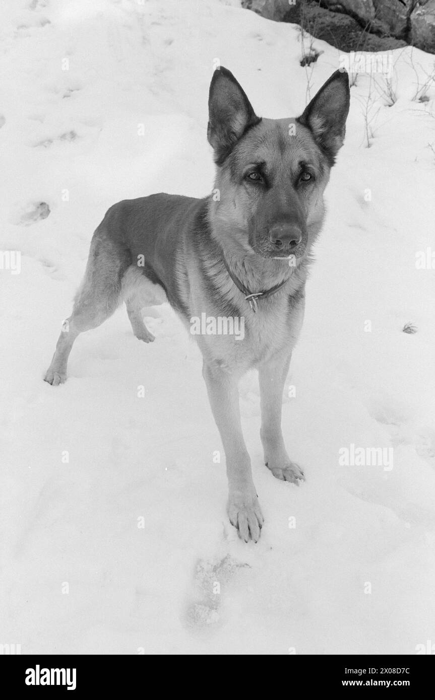 Current 9 - 8 - 1973: Norway's new film starThe police dog Faiko has ...