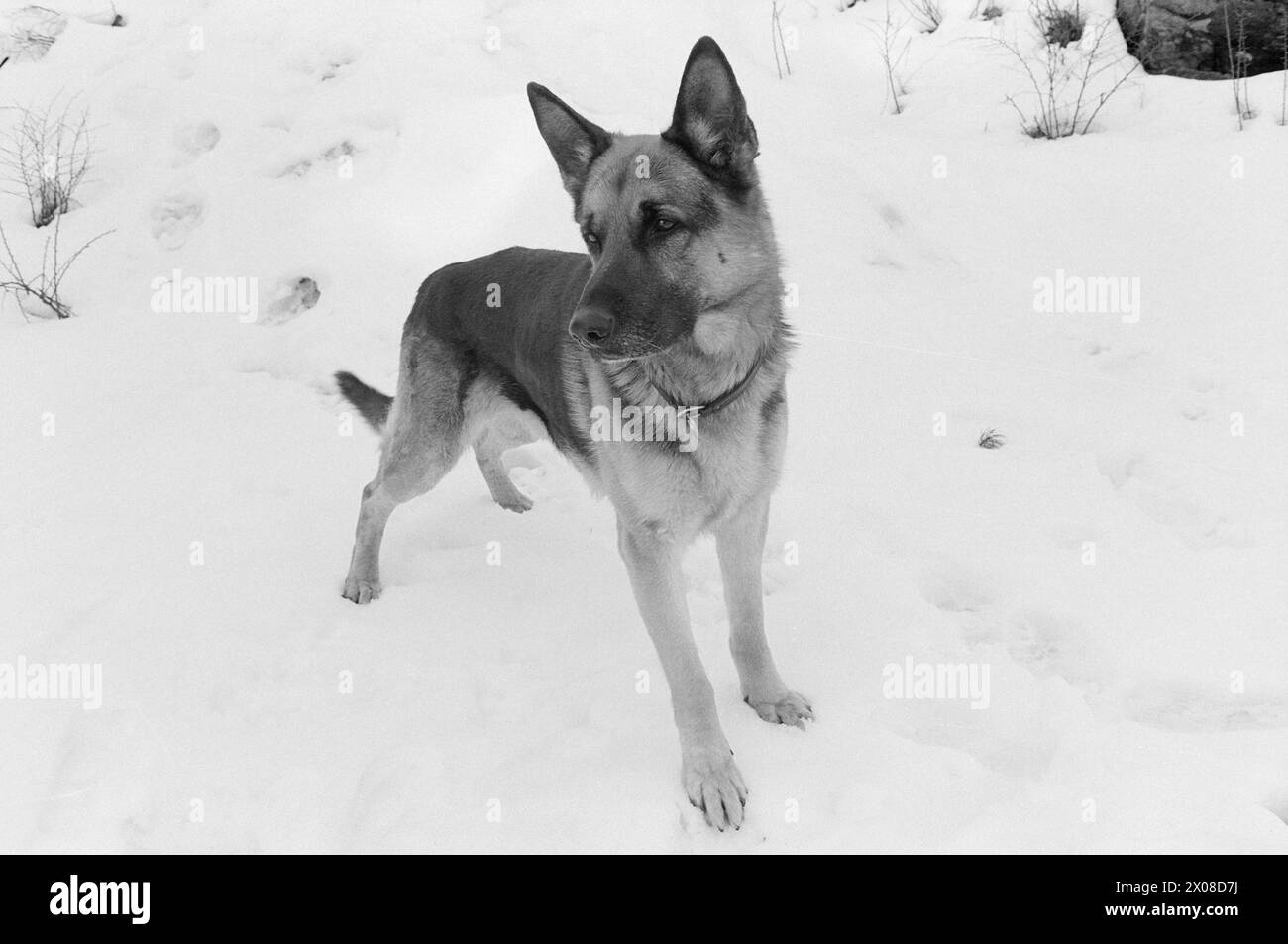 Current 9 - 8 - 1973: Norway's new film starThe police dog Faiko has ...