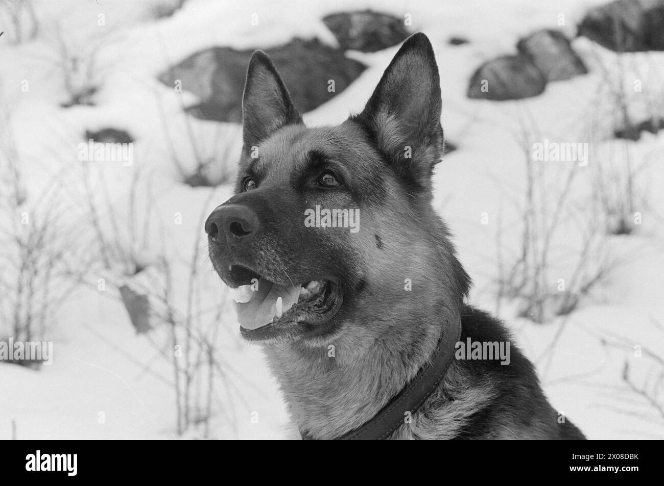 Current 9 - 8 - 1973: Norway's new film starThe police dog Faiko has ...