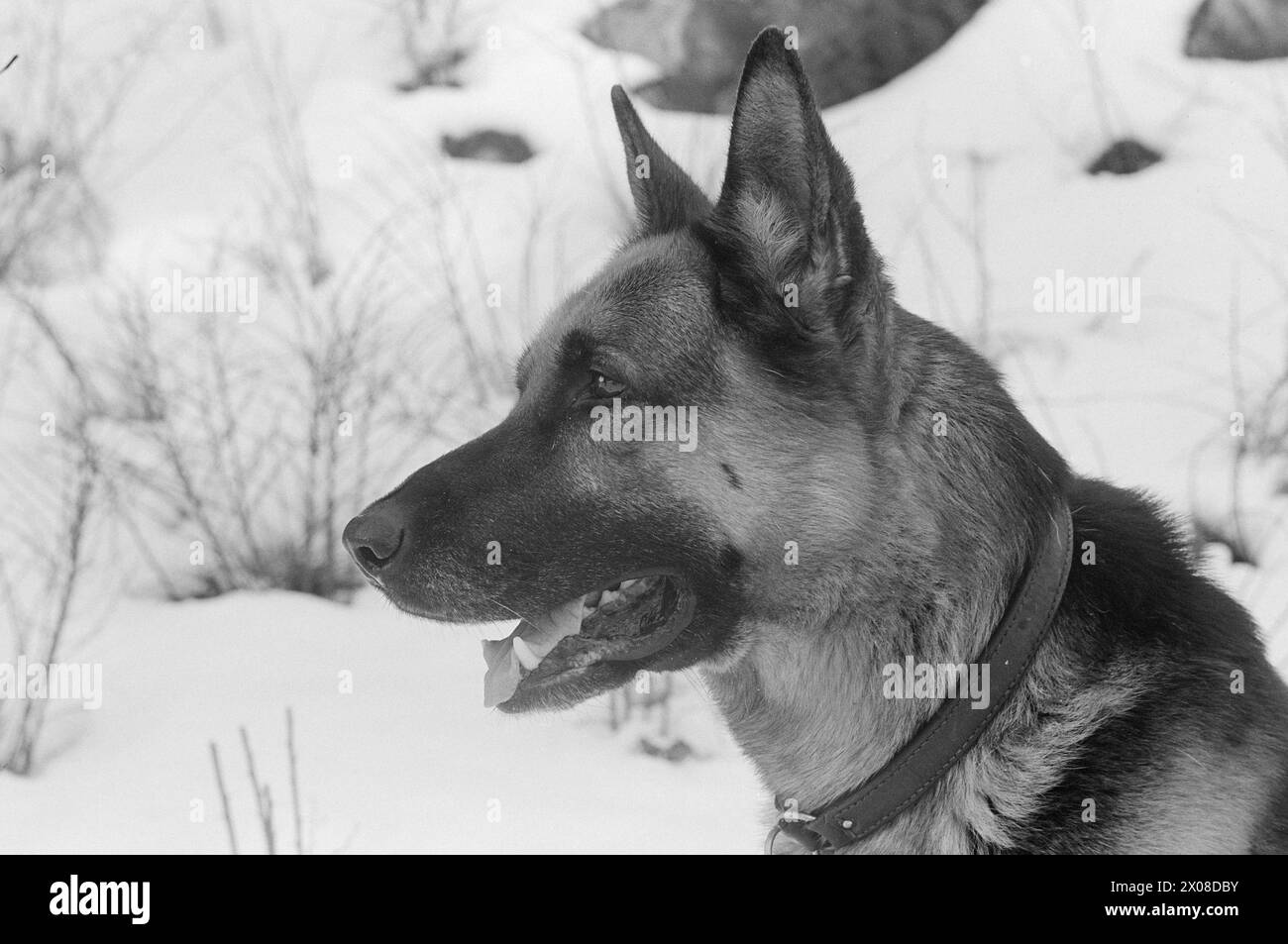 Current 9 - 8 - 1973: Norway's new film starThe police dog Faiko has ...