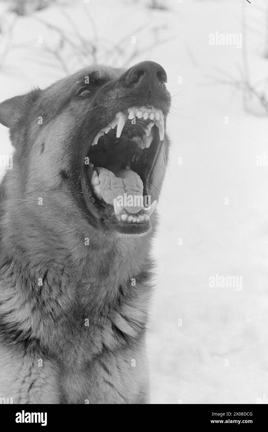 Current 9 - 8 - 1973: Norway's new film starThe police dog Faiko has ...