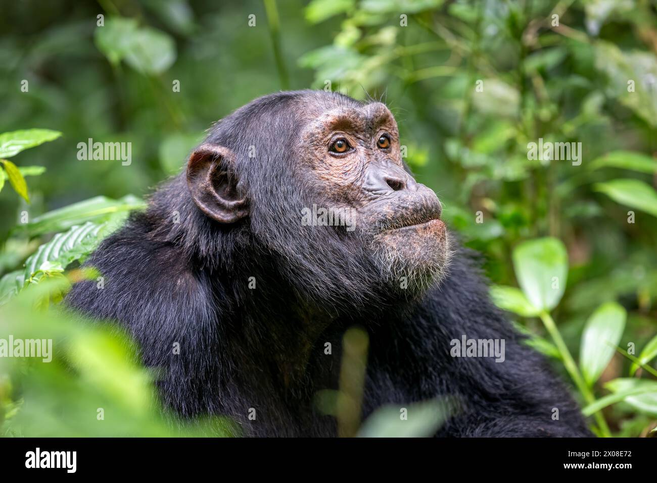 Primate ecosystem conservation hi-res stock photography and images - Alamy