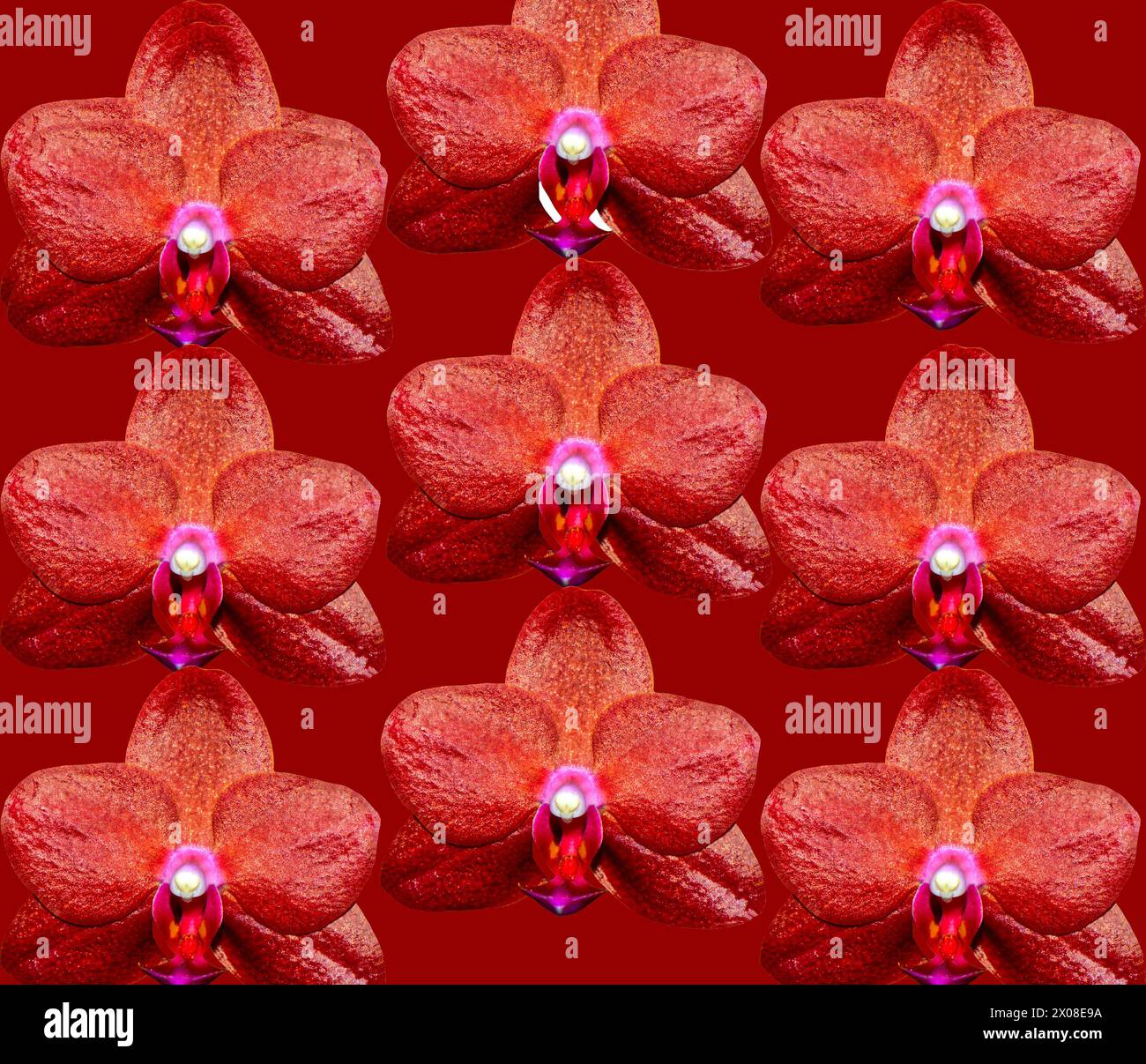 Blood orchid hi res stock photography and images Page 3 Alamy