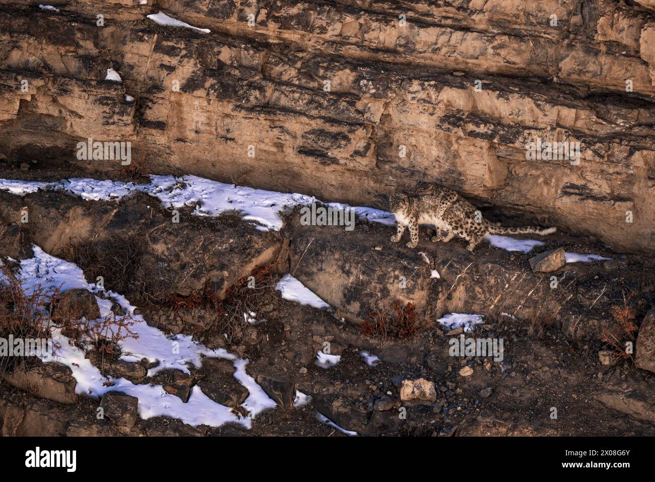 Snow Leopard - Panthera uncia, beautiful iconic large cat from Asian ...