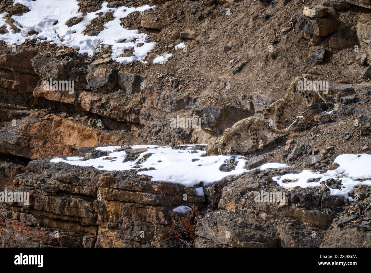 Snow Leopard - Panthera uncia, beautiful iconic large cat from Asian ...