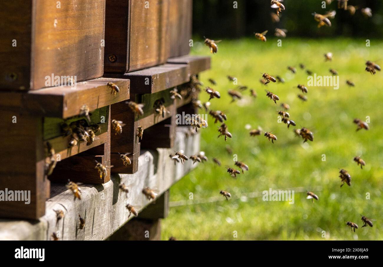 Swarms of bees at the hive entrance in a heavily populated honey bee ...