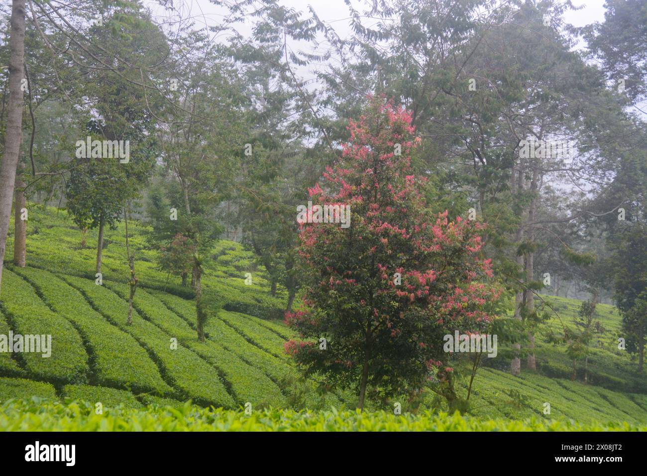 Landscape of the Tambi tea garden in the city of Wonosobo Stock Photo ...