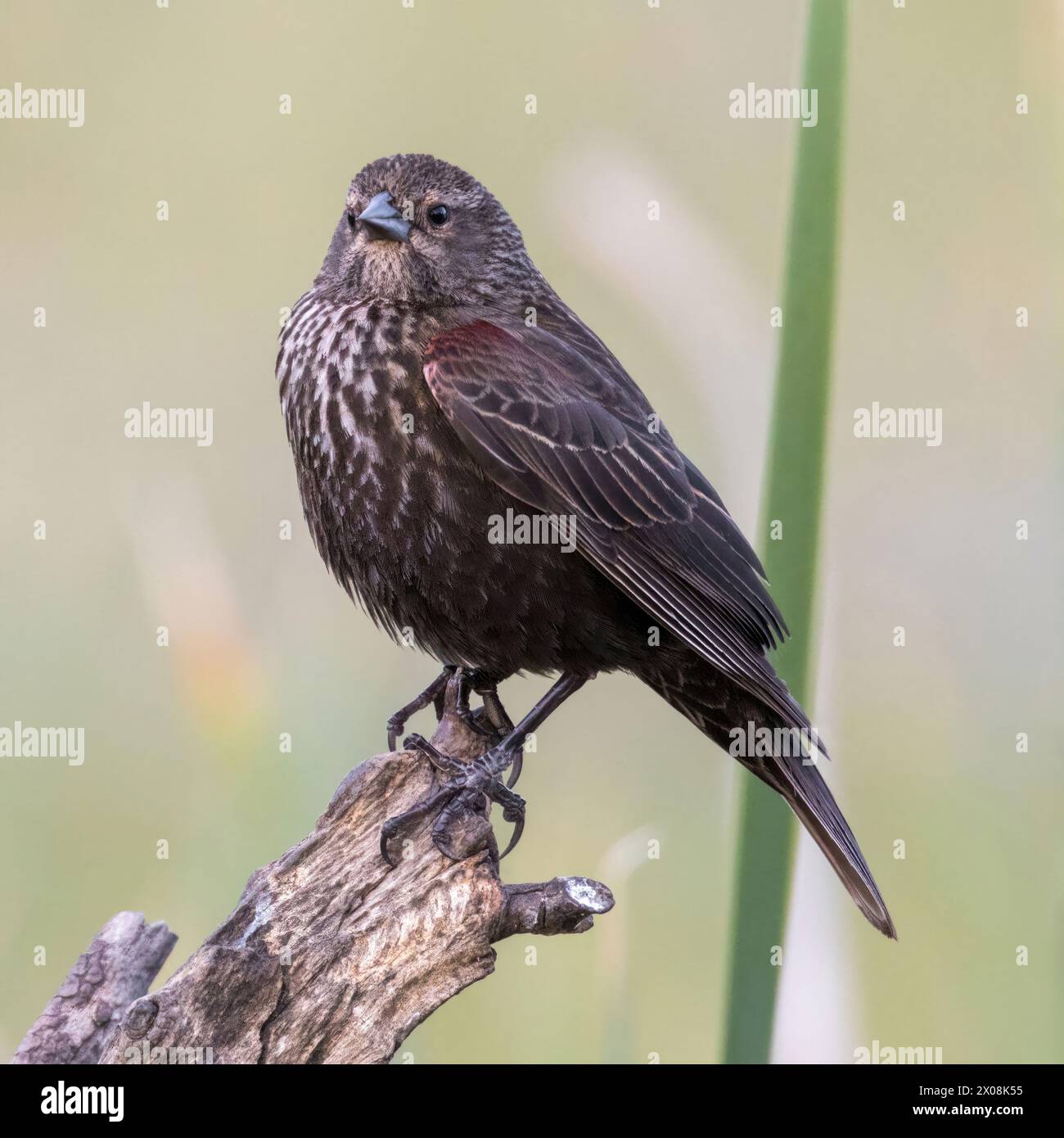Adult Female Red-winged Blackbird. Ed R. Levin County Park, Santa Clara ...