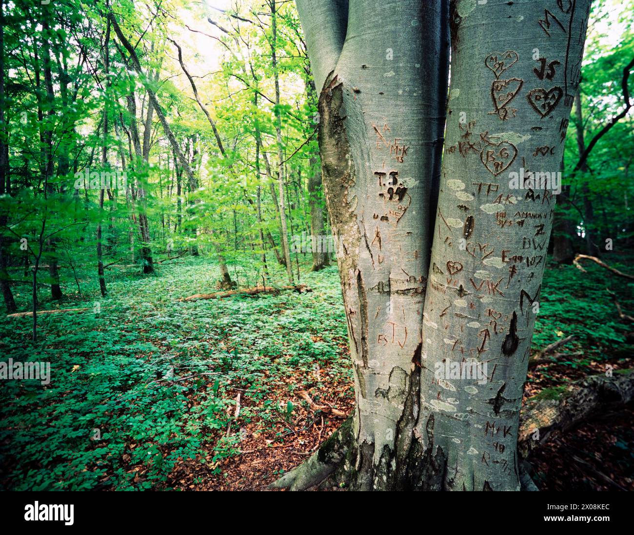 Memories carved in tree Stock Photo - Alamy