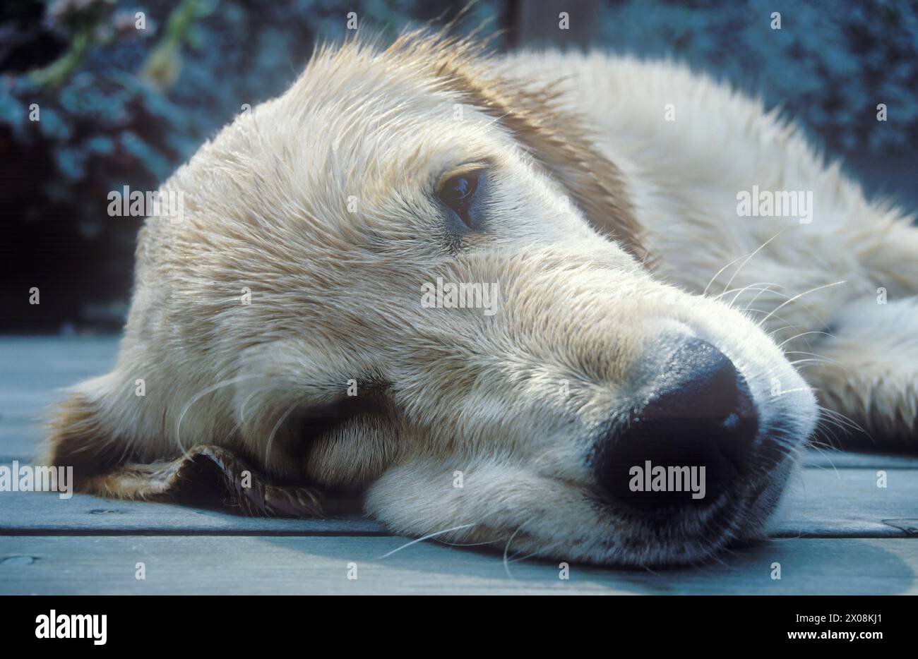 Liggande hund hi-res stock photography and images - Alamy