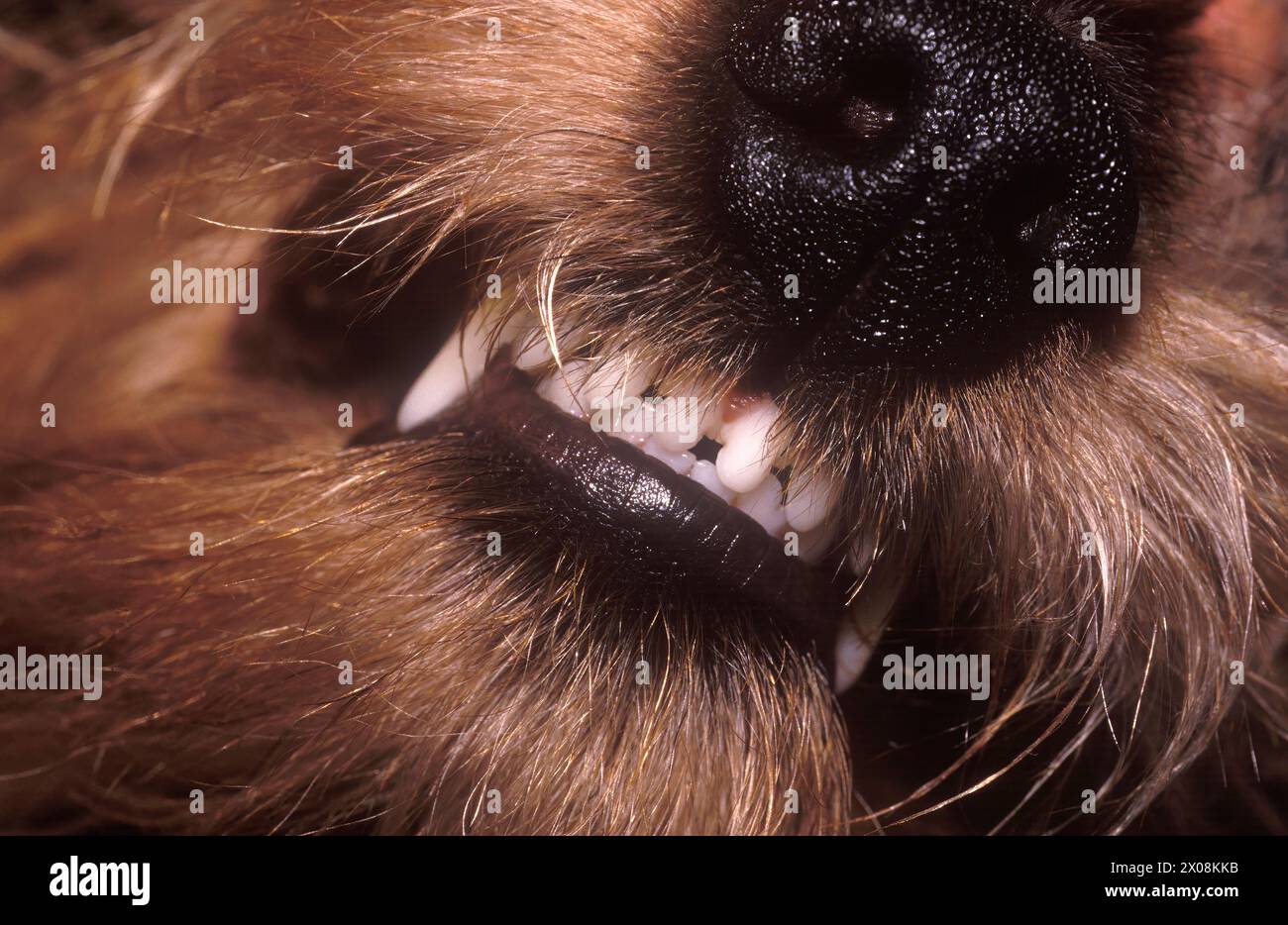 For dogs teeth hi-res stock photography and images - Alamy