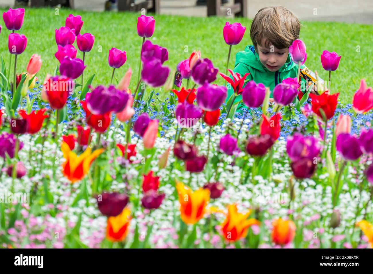 London, UK. 10th Apr, 2024. Visitors enjoy the spectacle as spring ...