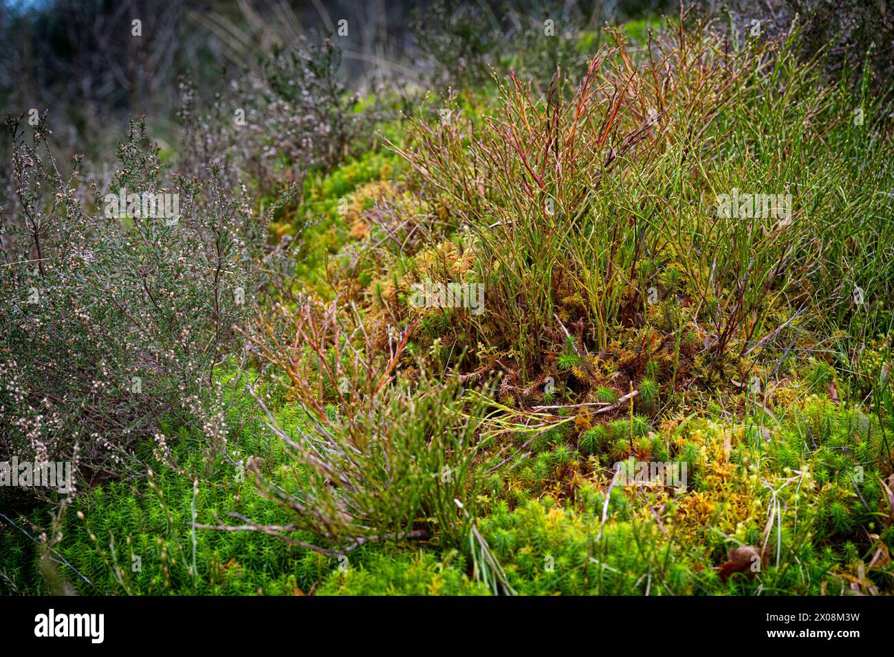 A moss covered tussock at Clash Wood, Muir of Ord in the Scottish ...