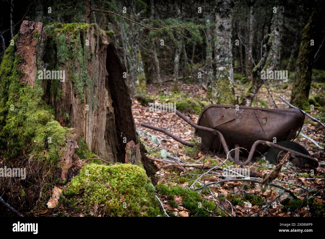 An old wheel barrow lies abandoned in Clash Woods near Muir of Ord ...