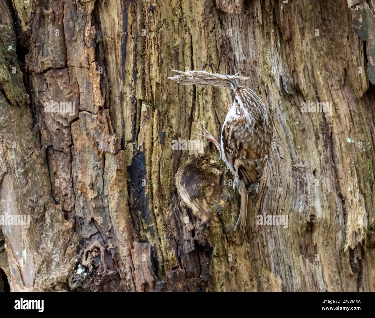 A Treecreeper, Certhia familiaris carrying nesting material at Leighton ...