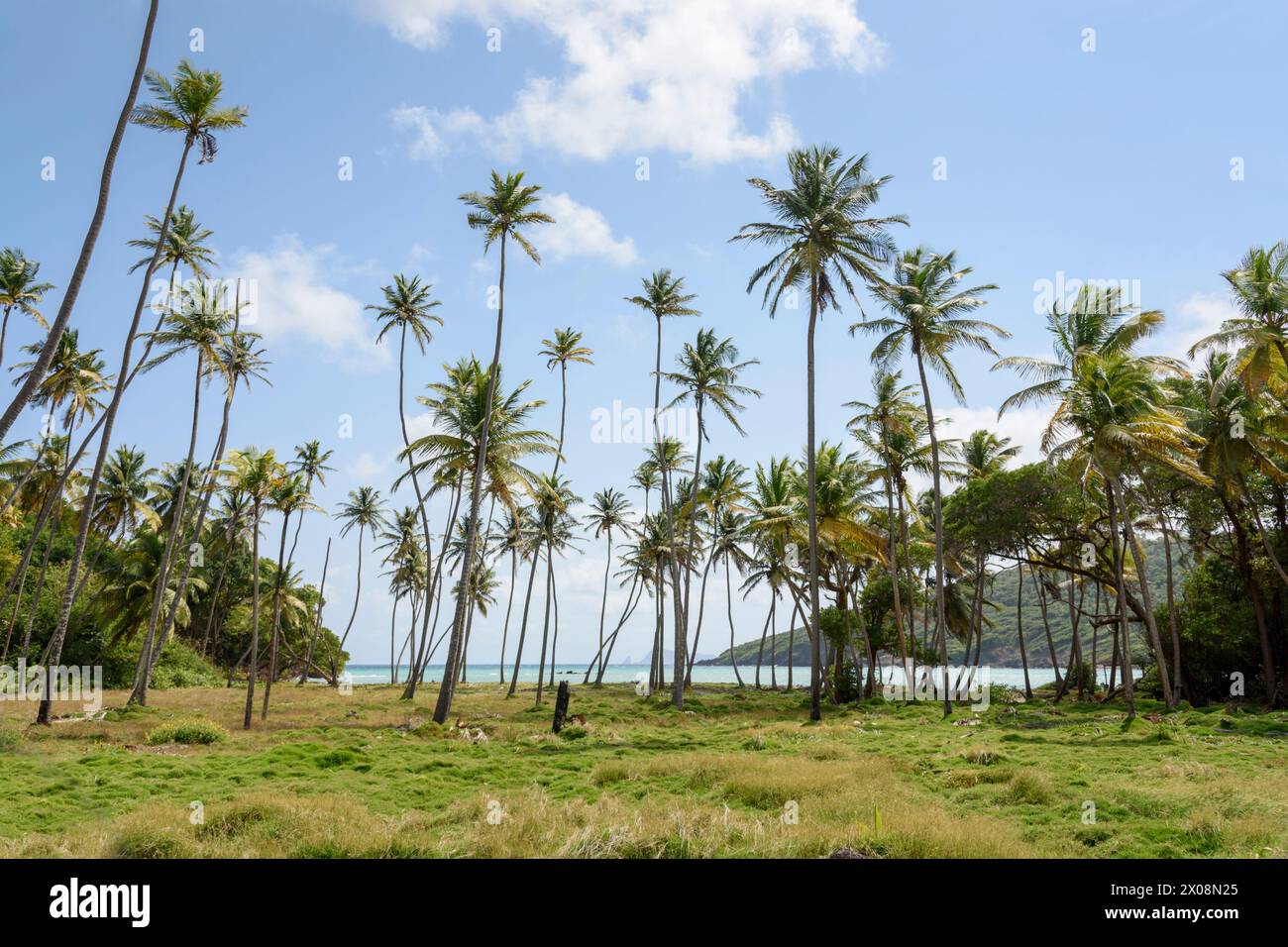 Tall swaying palm trees in Spring Bay, Bequia Island, St Vincent & the ...