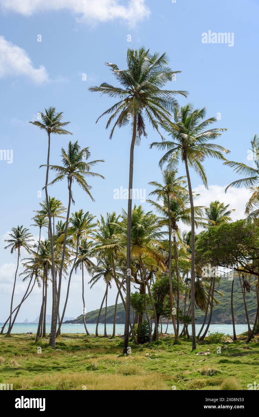 Tall swaying palm trees in Spring Bay, Bequia Island, St Vincent & the ...