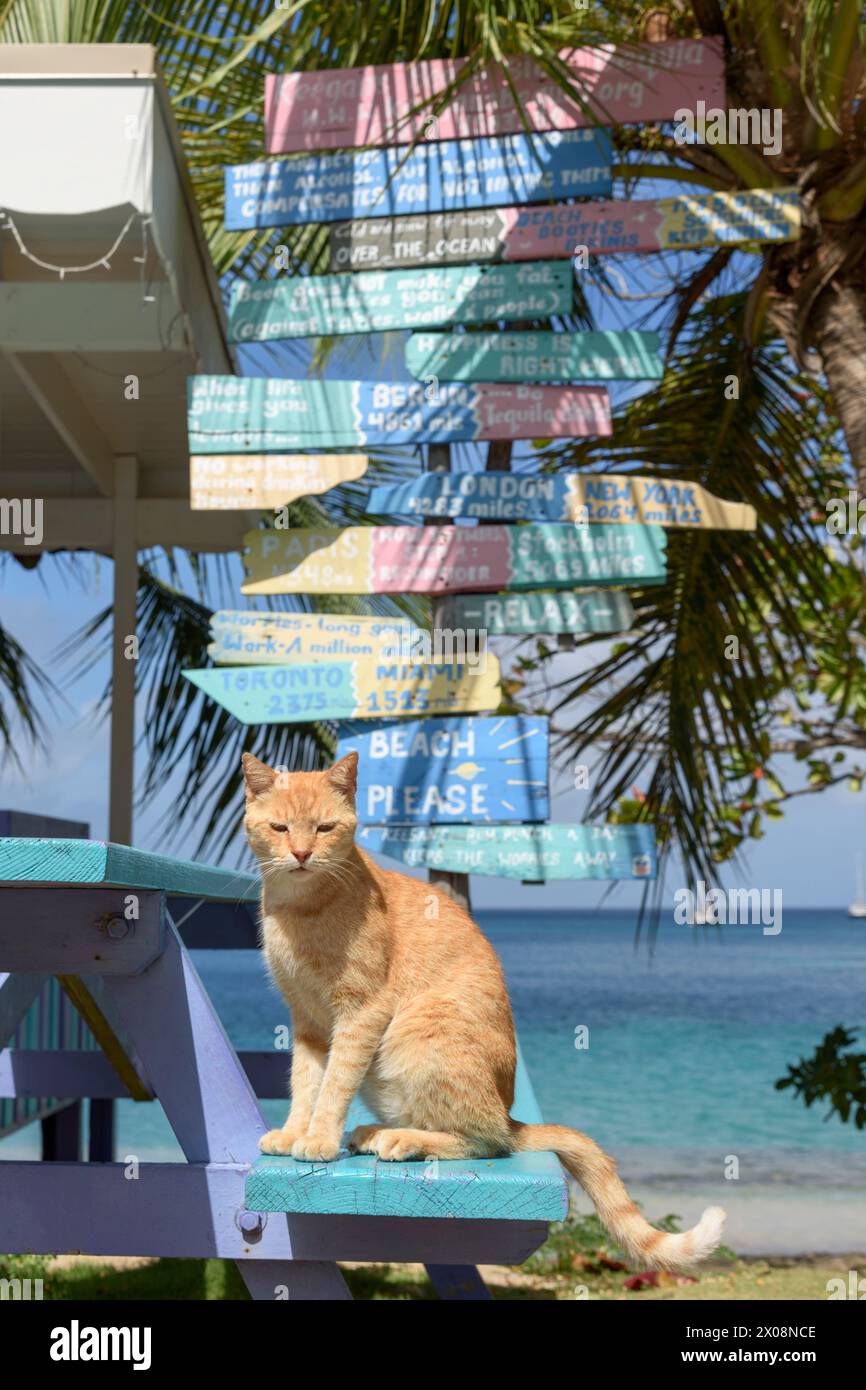 Ginger cat at Keegan's beachside bar and restaurant, Lower Bay beach, Bequia Island, St Vincent ...