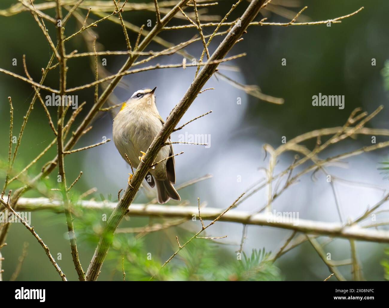A Firecrest, Regulus ignicapilla in Sheringham Park, Norfolk, UK Stock ...
