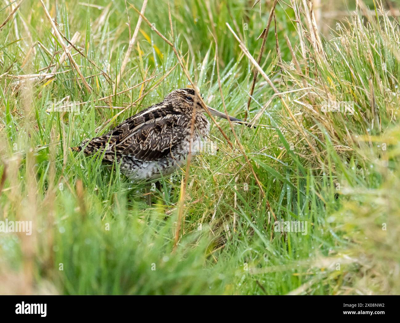 Common snipe gallinago in cley hi-res stock photography and images - Alamy