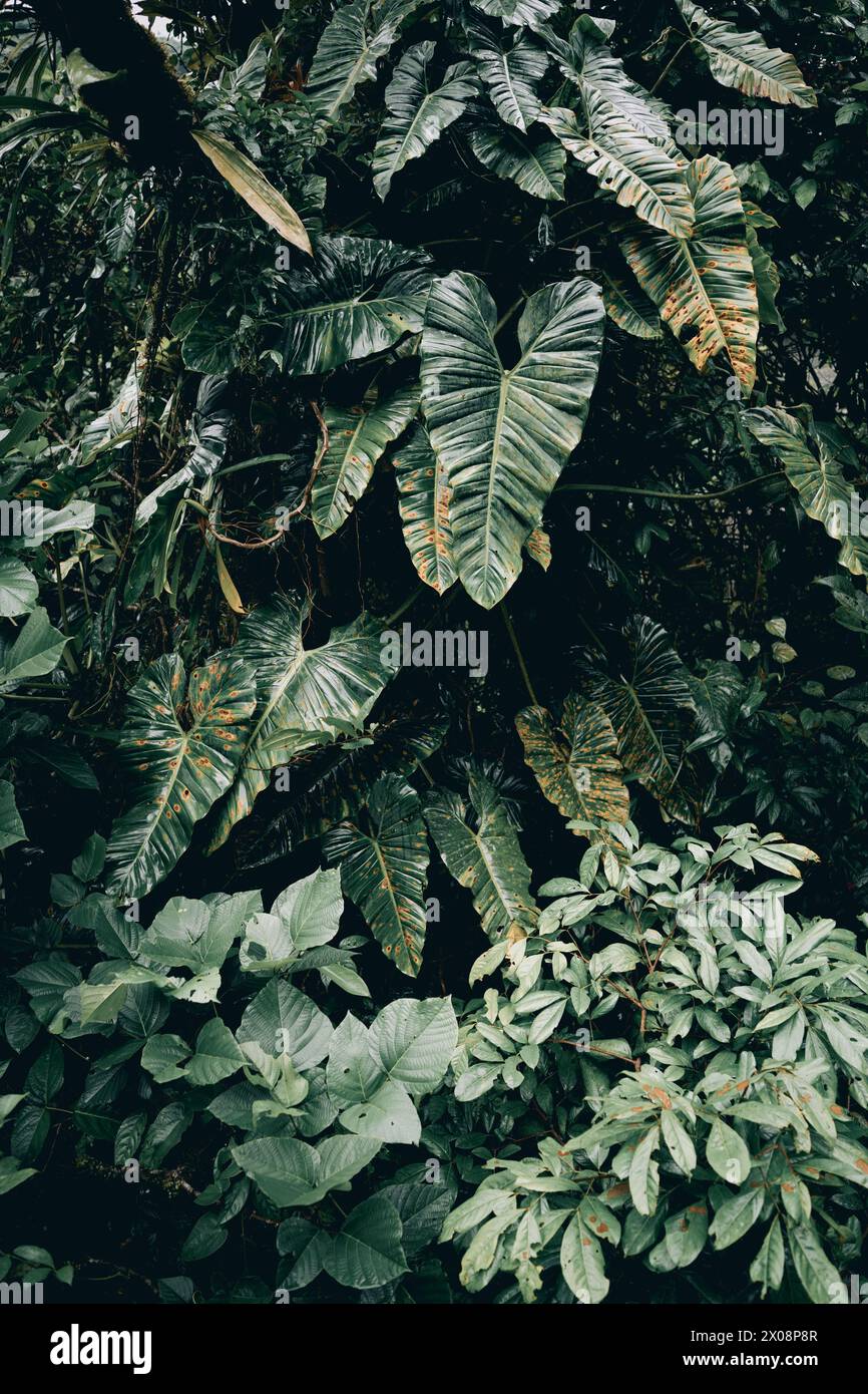 Verdant foliage captures the essence of the Ecuadorian rainforest ...